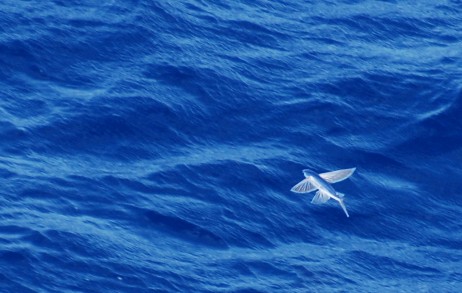 El pez volador de Maldivas: disfruta del vuelo de este curioso animal