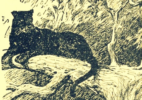 Ben Kingsley, el nuevo Bagheera del Libro de la Selva - Blog de viajes ...