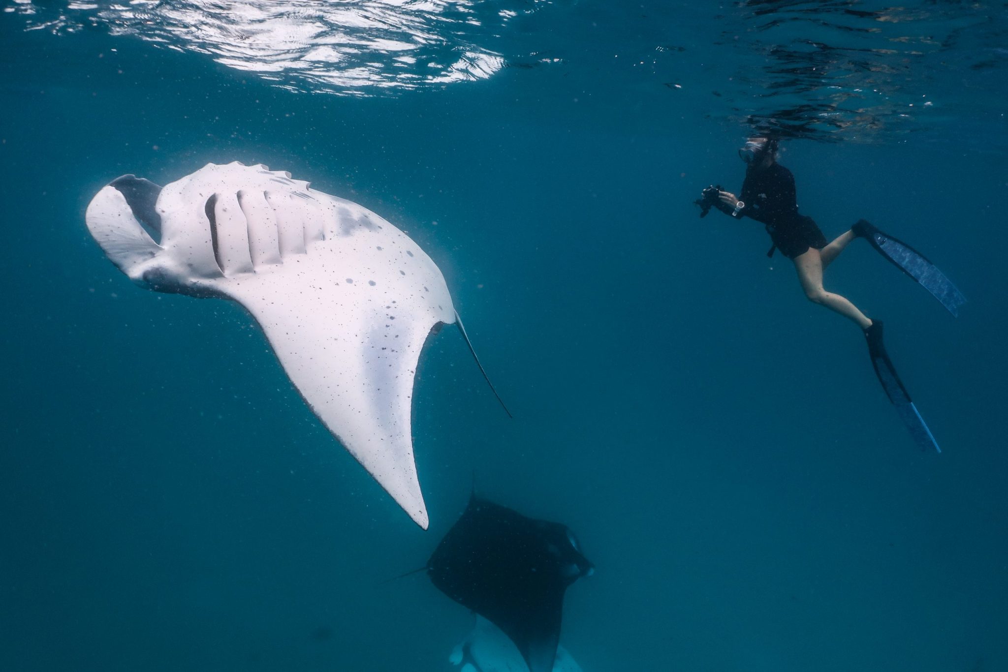 Mantarrayas en Maldivas: conservación y amenazas de esta especie